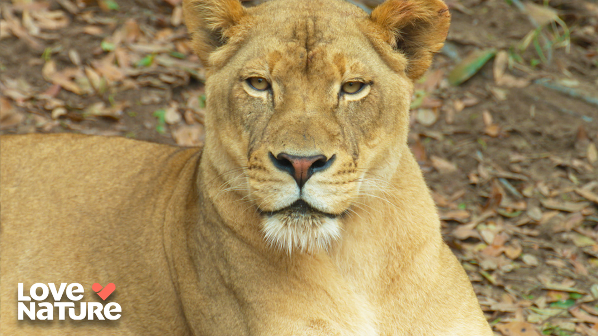 Lion Prides Pack a Predatory Punch | Attack and Defend 101