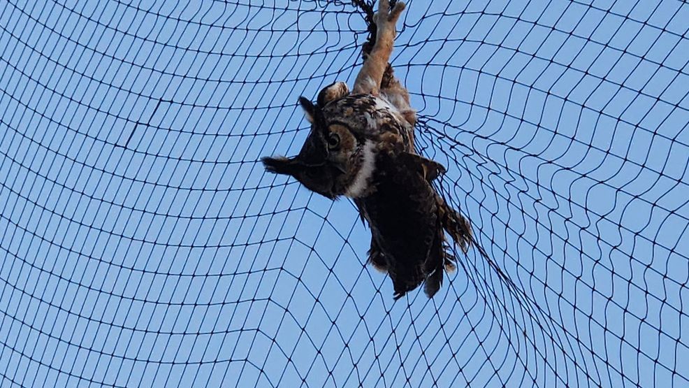Owl stuck in net gets rescued at Unaka High School softball field