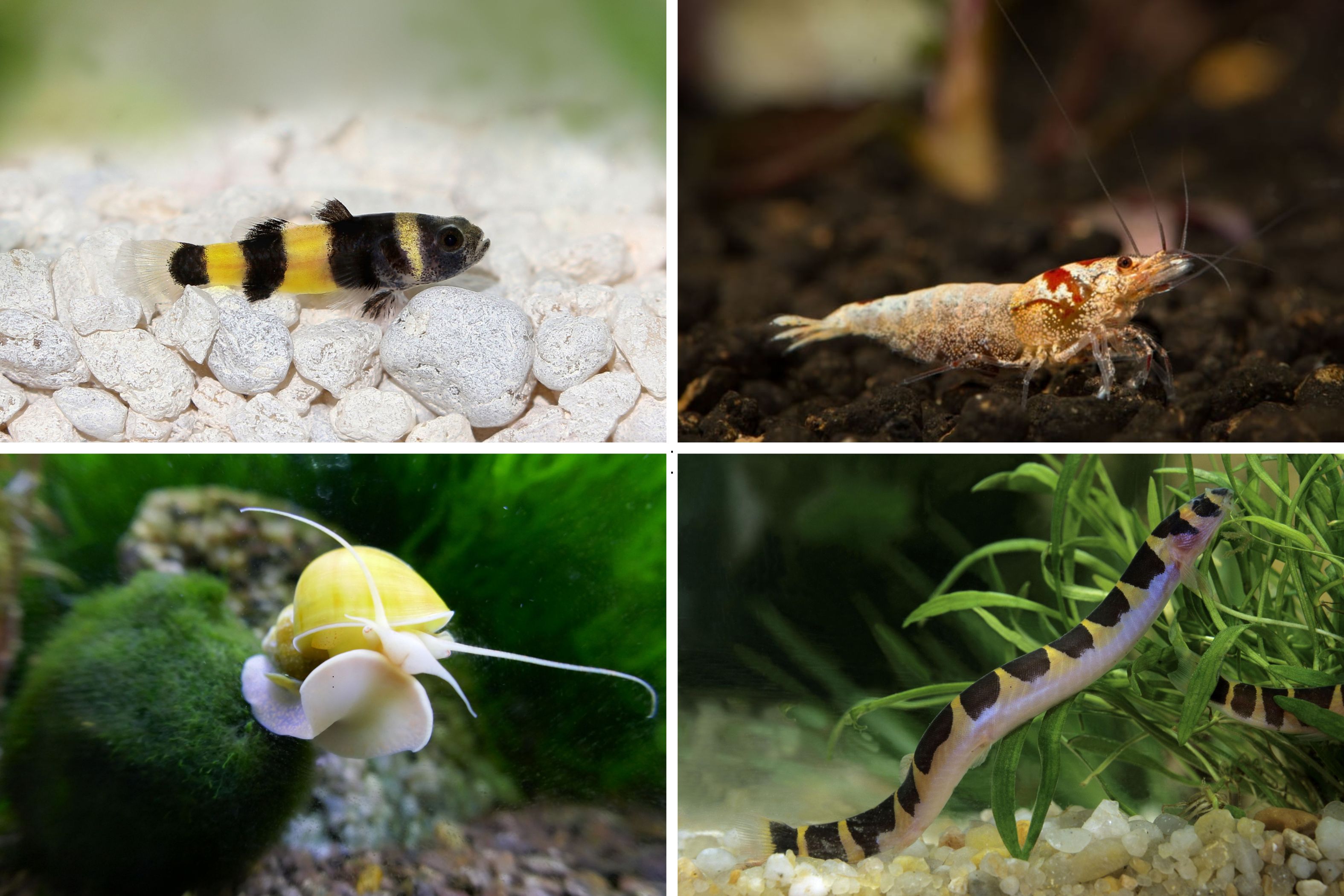 Tropical Fish Bottom Feeders 2025: Here are 11 of the best colourful ...