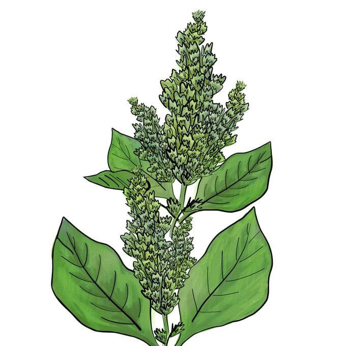 30 Common Lawn Weeds and How to ID Them (Plus Free Downloadable Chart)