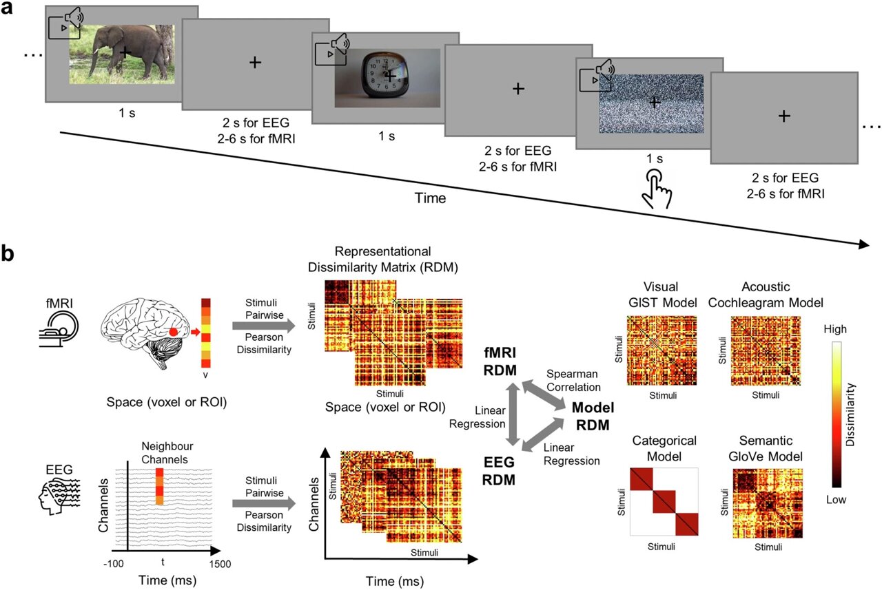 Brain 4D imaging technique drives AI audiovisual analysis