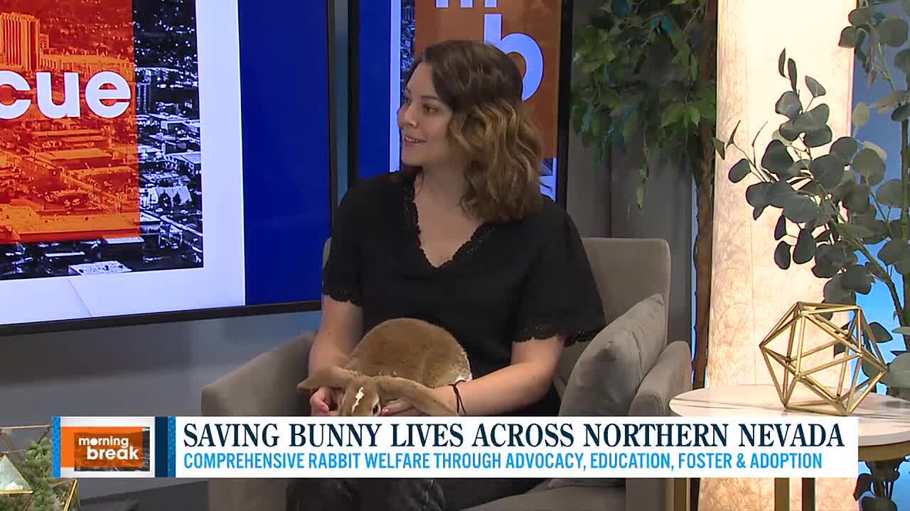 Reno Rabbit Rescue advocates for the health and proper care of rabbits ...