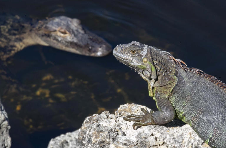Could we solve Florida’s invasive animal problem by eating them ...