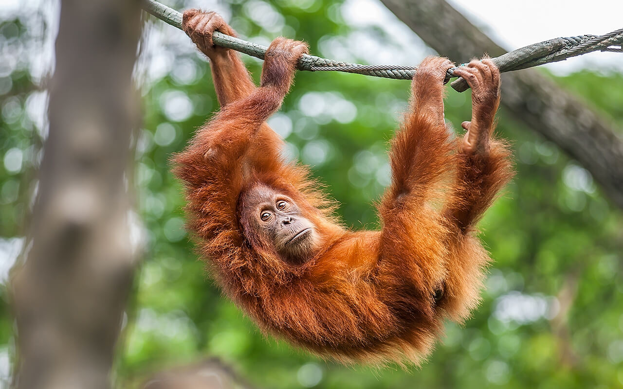 20 of the best zoos around the world