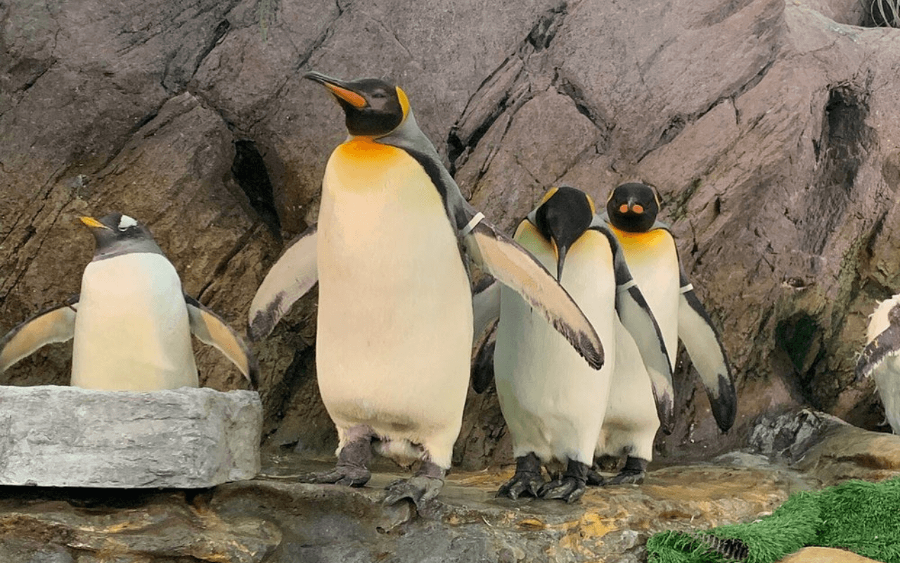 20 of the best zoos around the world