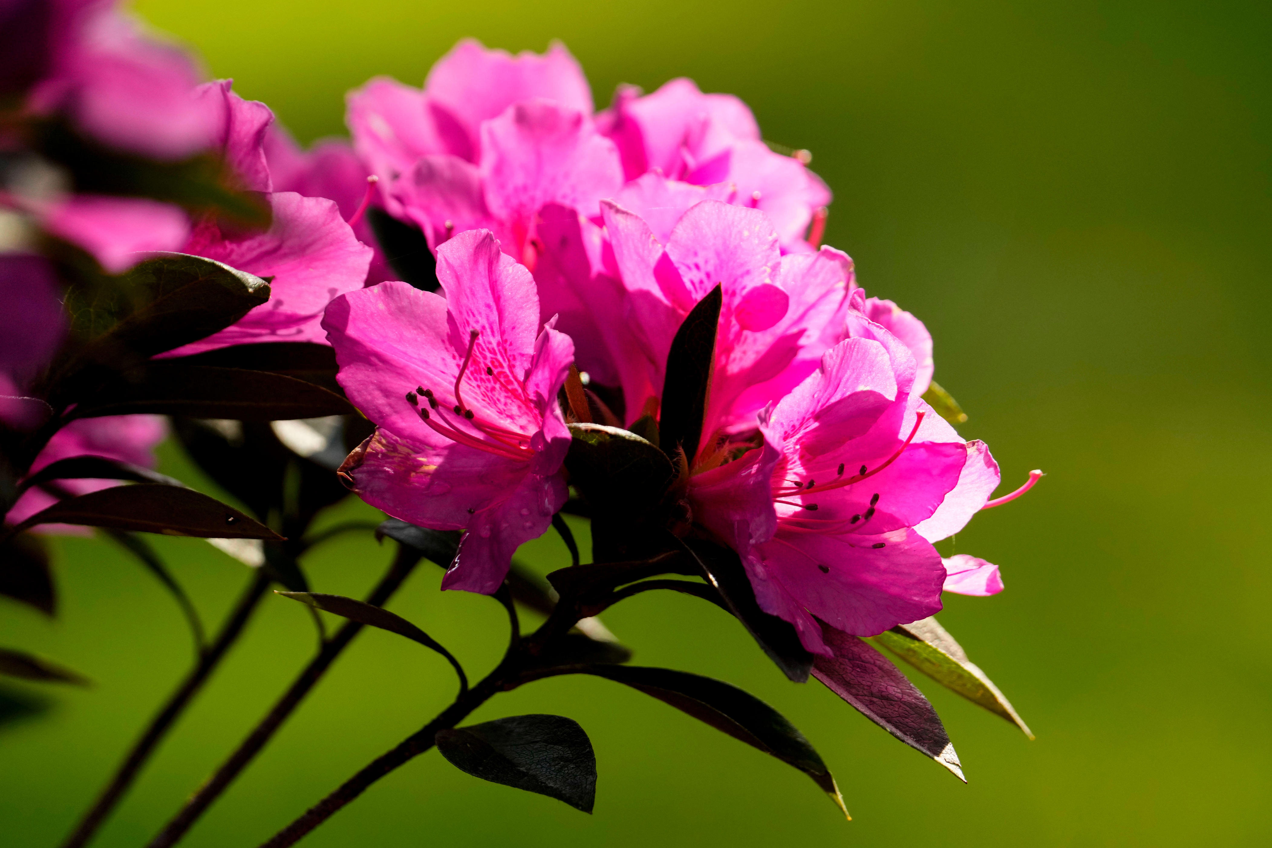 Limited-edition 'Azalea' cocktail mix, part of 'Taste of the Masters ...