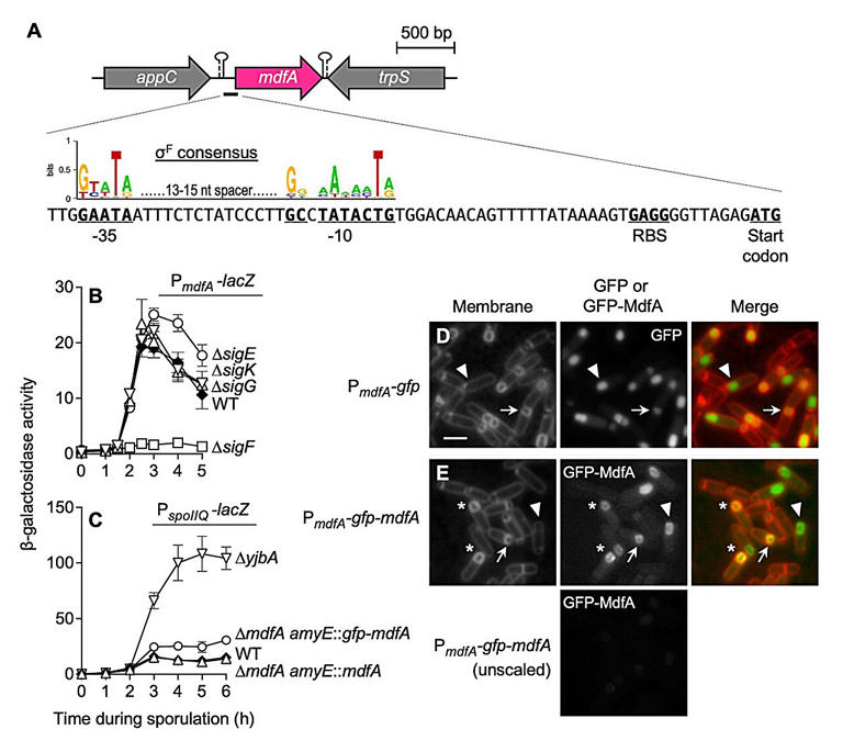 Scientists discover protein key to bacteria's survival in extreme ...