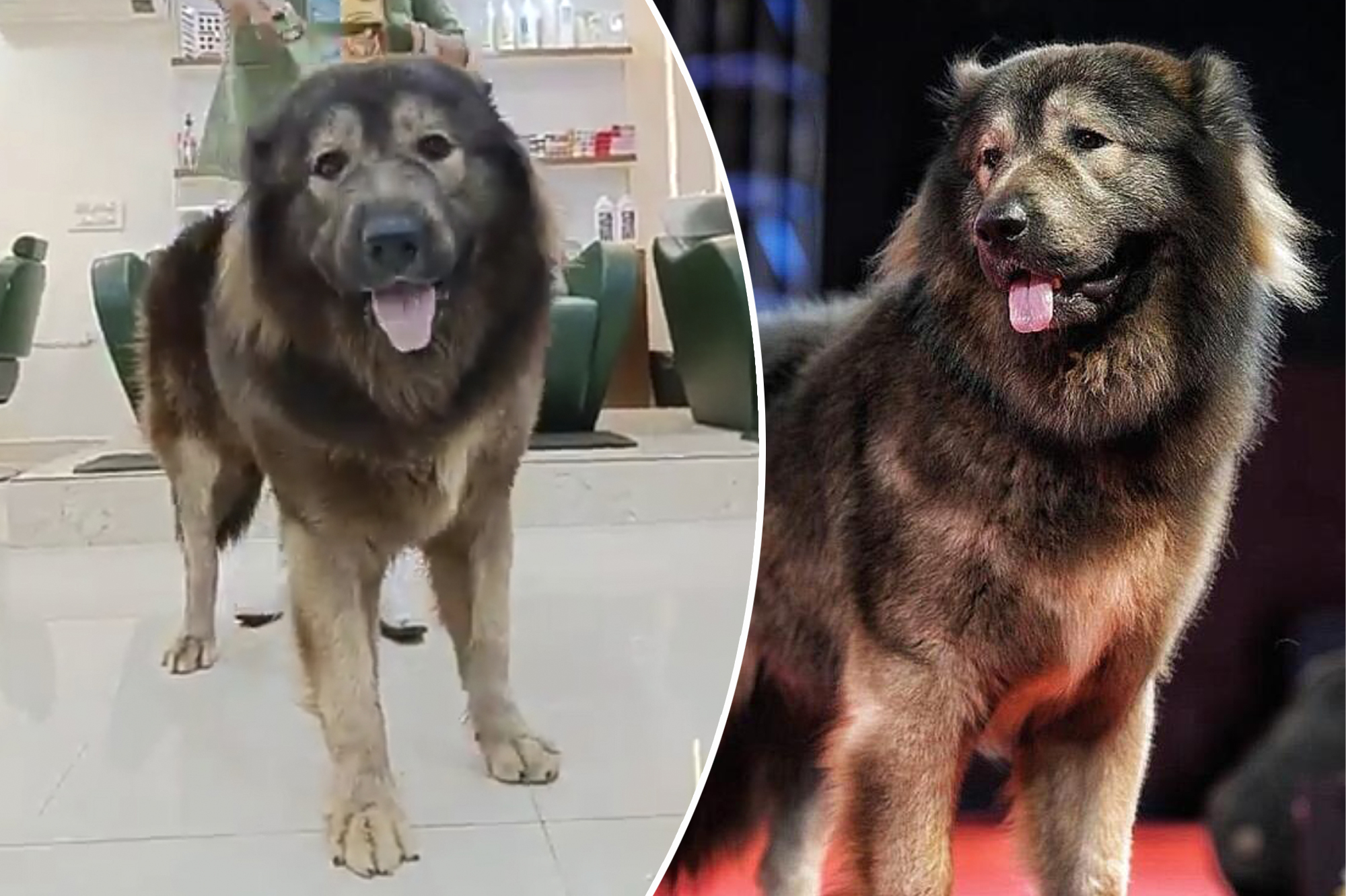 World’s most expensive dog is the first breed of its kind — and it came ...
