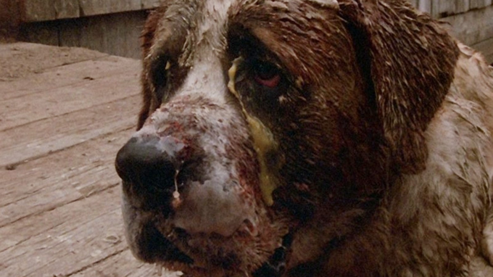 Oscar-Nominated Director In Talks For 'Cujo' Remake