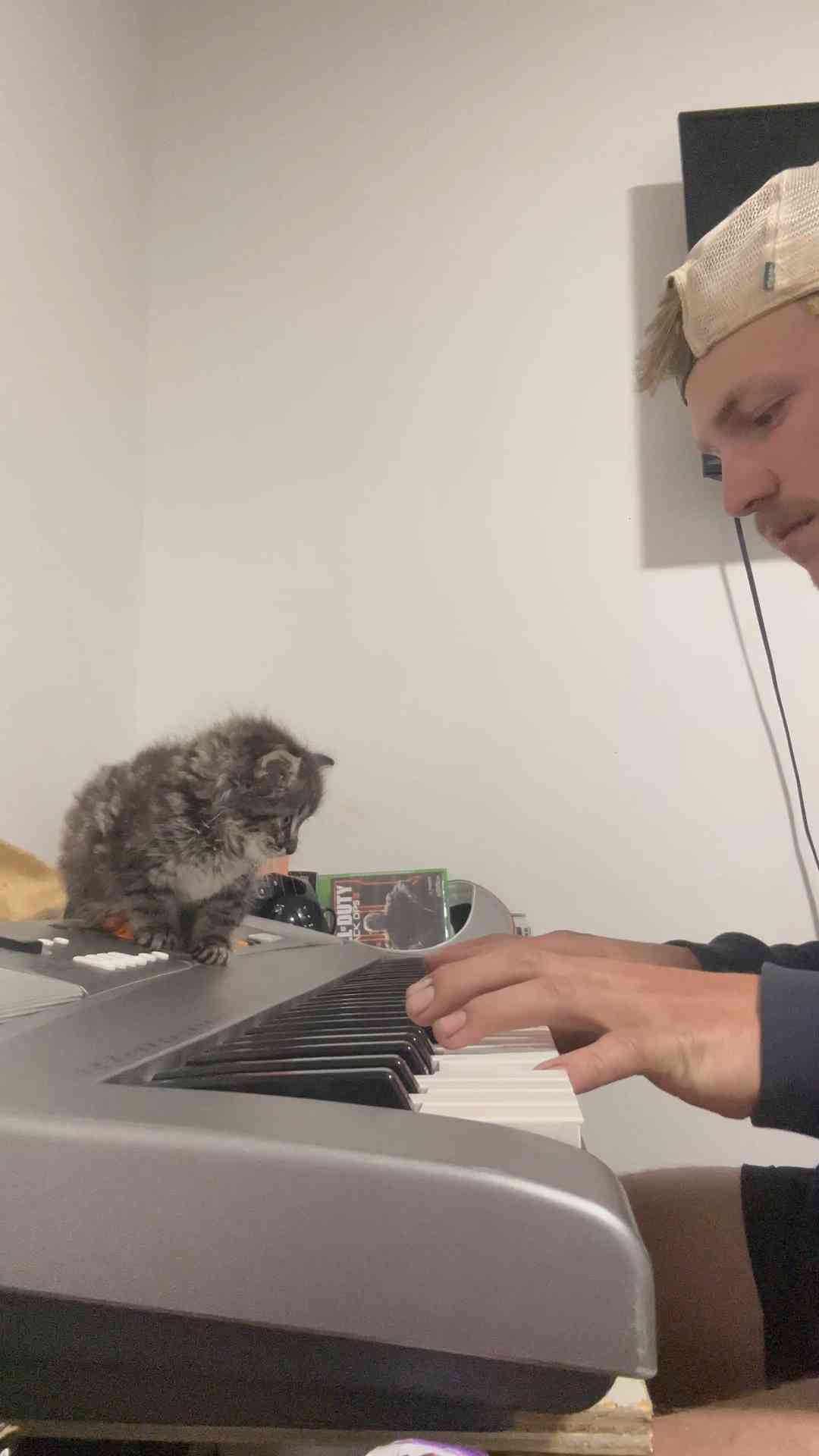 Cute kitten hits a beat on the keyboard for her owner!