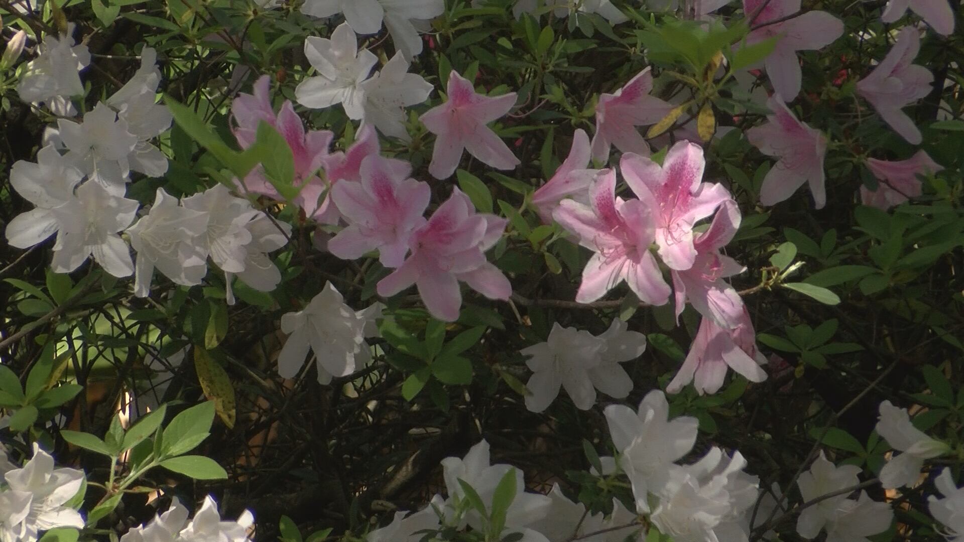 Baton Rouge in full bloom: How long you can expect to see azaleas ...