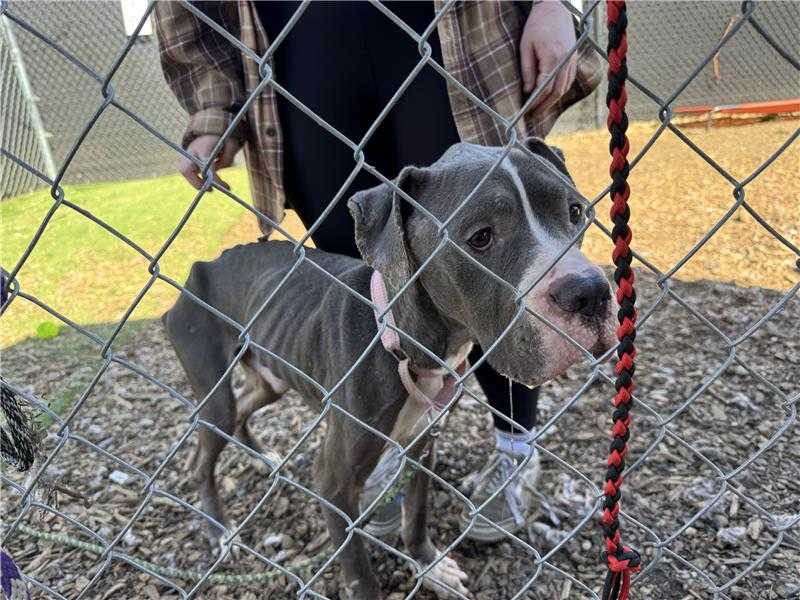 Emaciated dog getting a new lease on life