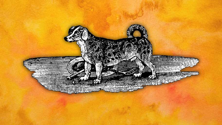 The Sad, Strange History of Turnspit Dogs