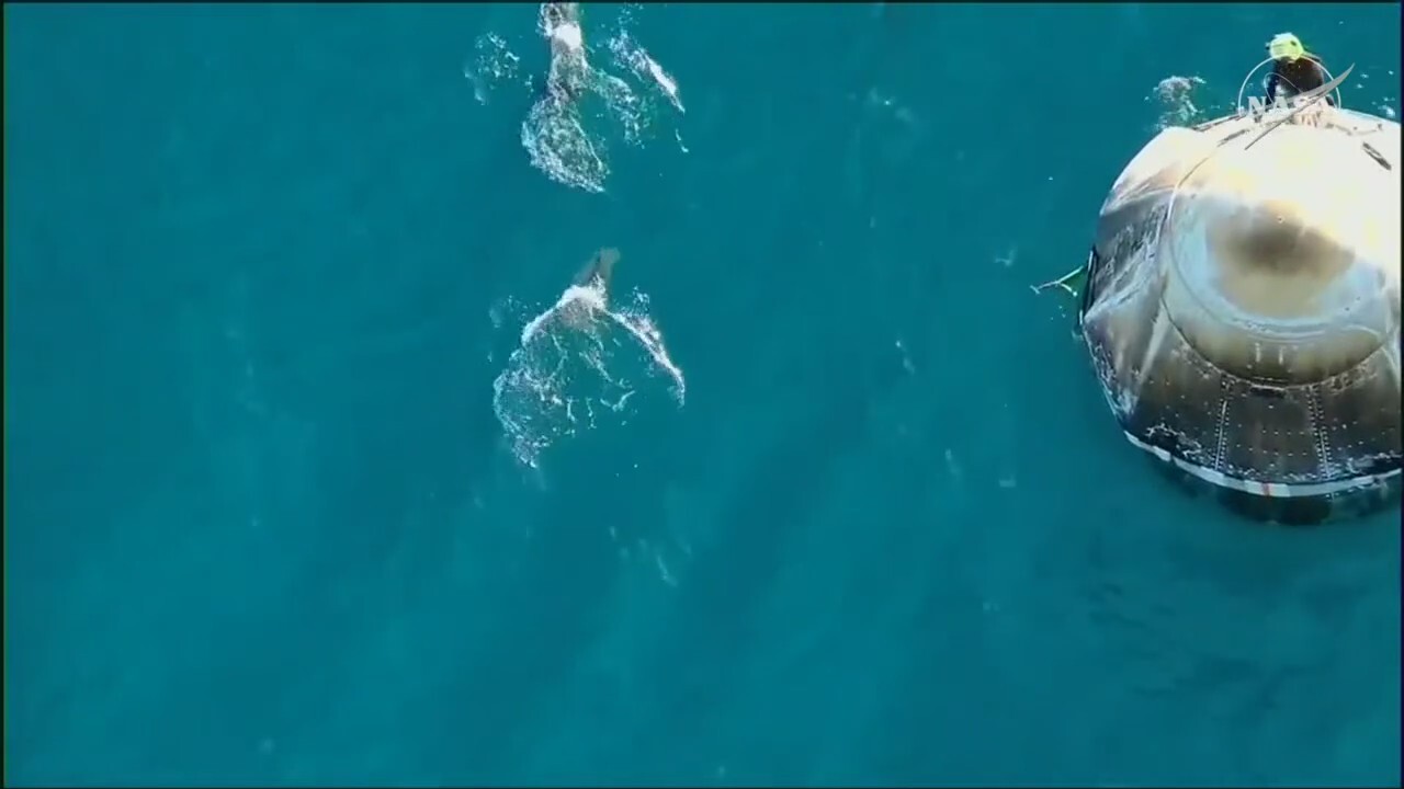 Dolphins seen swimming around SpaceX capsule