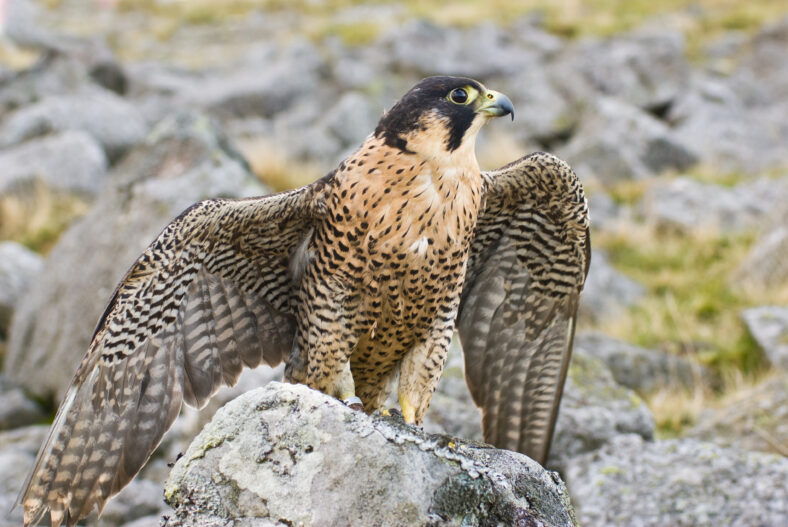 Scientists Figured Out Why Peregrine Falcons Have Stripes Under Their Eyes