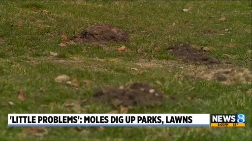 'Little problems': Moles dig up West Michigan yards, parks