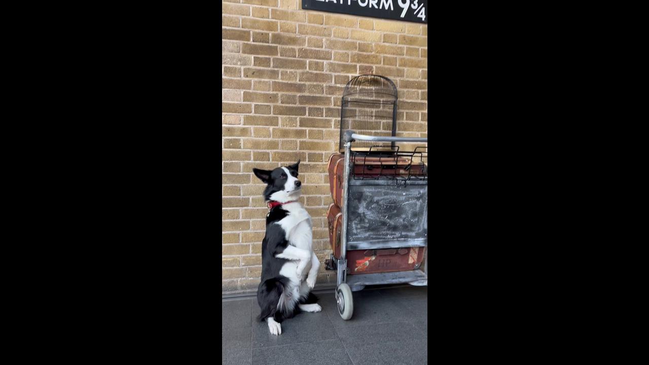 Border Collie Poses At Platform 9 3/4