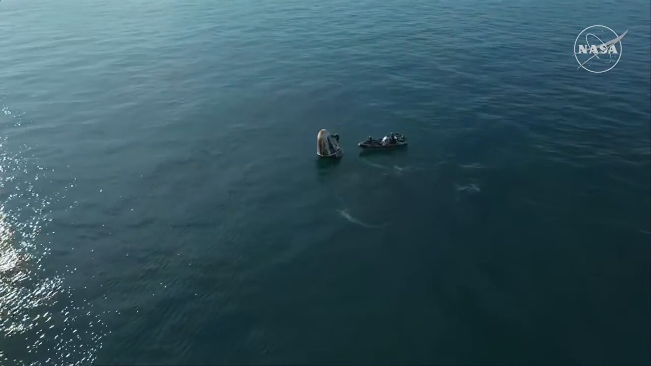 Dolphins swim around NASA's SpaceX Crew-9 landing