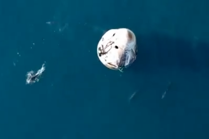 Incredible moment dolphins welcome NASA astronauts home caught on video