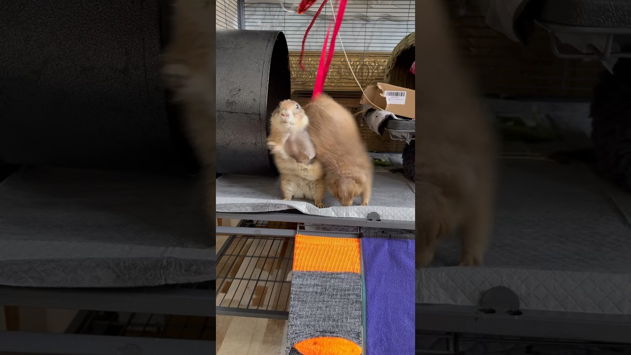 Poppy the Prairie Dog Nails the Front Flip Dismount