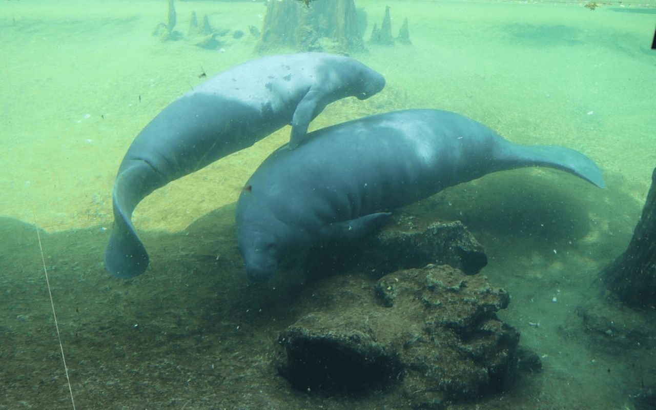 20 of the best zoos around the world