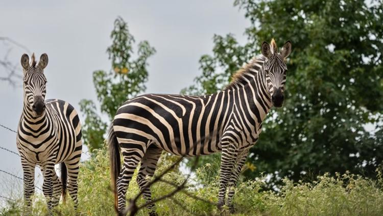 $16M Texas ranch where zebras and buffaloes roam has been sold