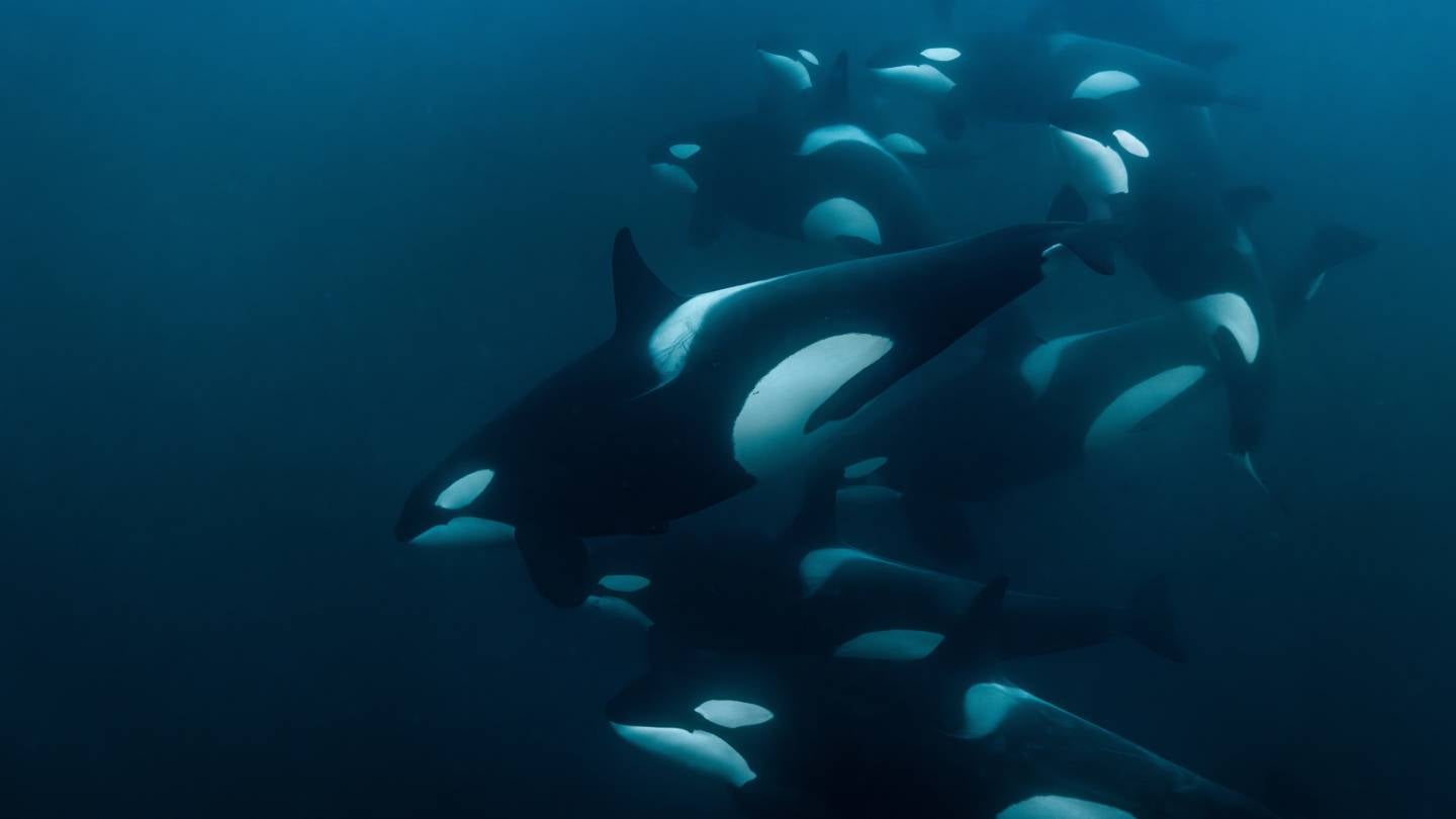 Orca Bio makes a splash as T-cell therapy cuts GvHD in blood cancer ...