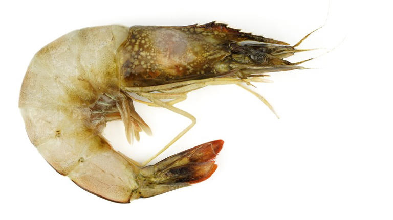 12 Signs Your Seafood Isn't Fresh, According To An Executive Chef