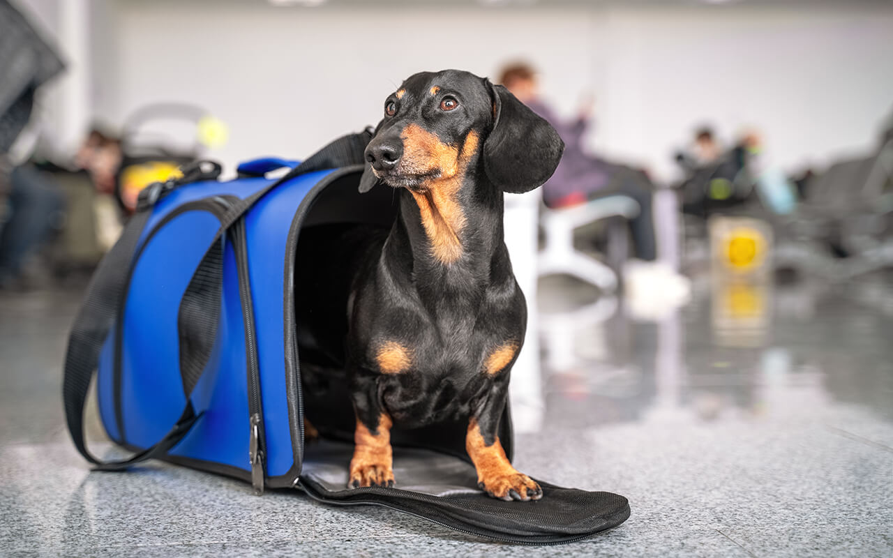 30 Tips For Traveling With Pets to Make Your Life Easier