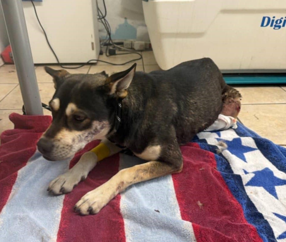 Wounded dog found wandering in desert near Barstow was not shot by ...