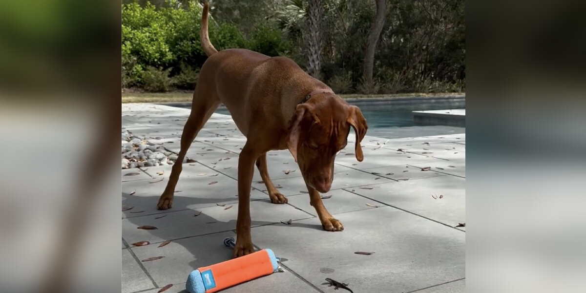 Family Has Come To Accept Their Dog Sometimes Freezes Up Like A Statue