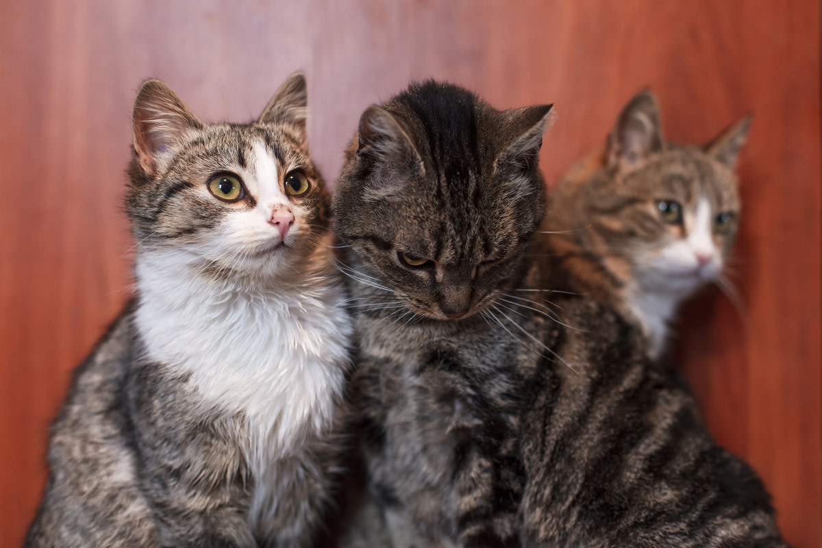 Trio of Concerned Tabby Cats Get Into 'Beef' with Mom's Shower Like the ...