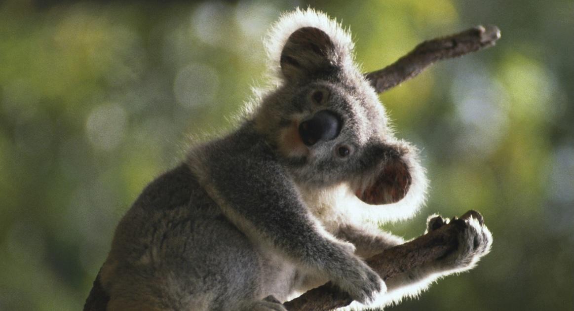 Uncovering the Crisis: Why Do So Many Koalas Have Chlamydia?