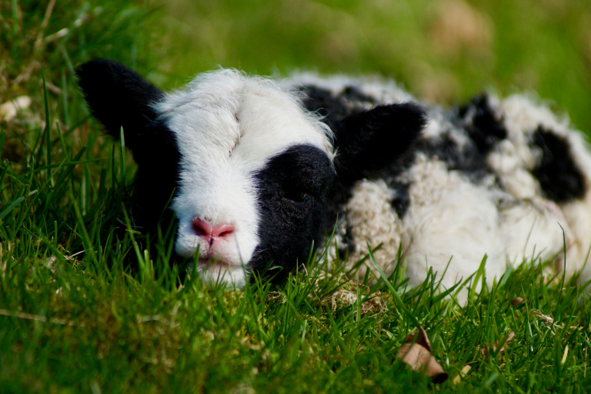 Beautiful Baby Lamb Born on St. Patrick's Day Looks Like a Living ...