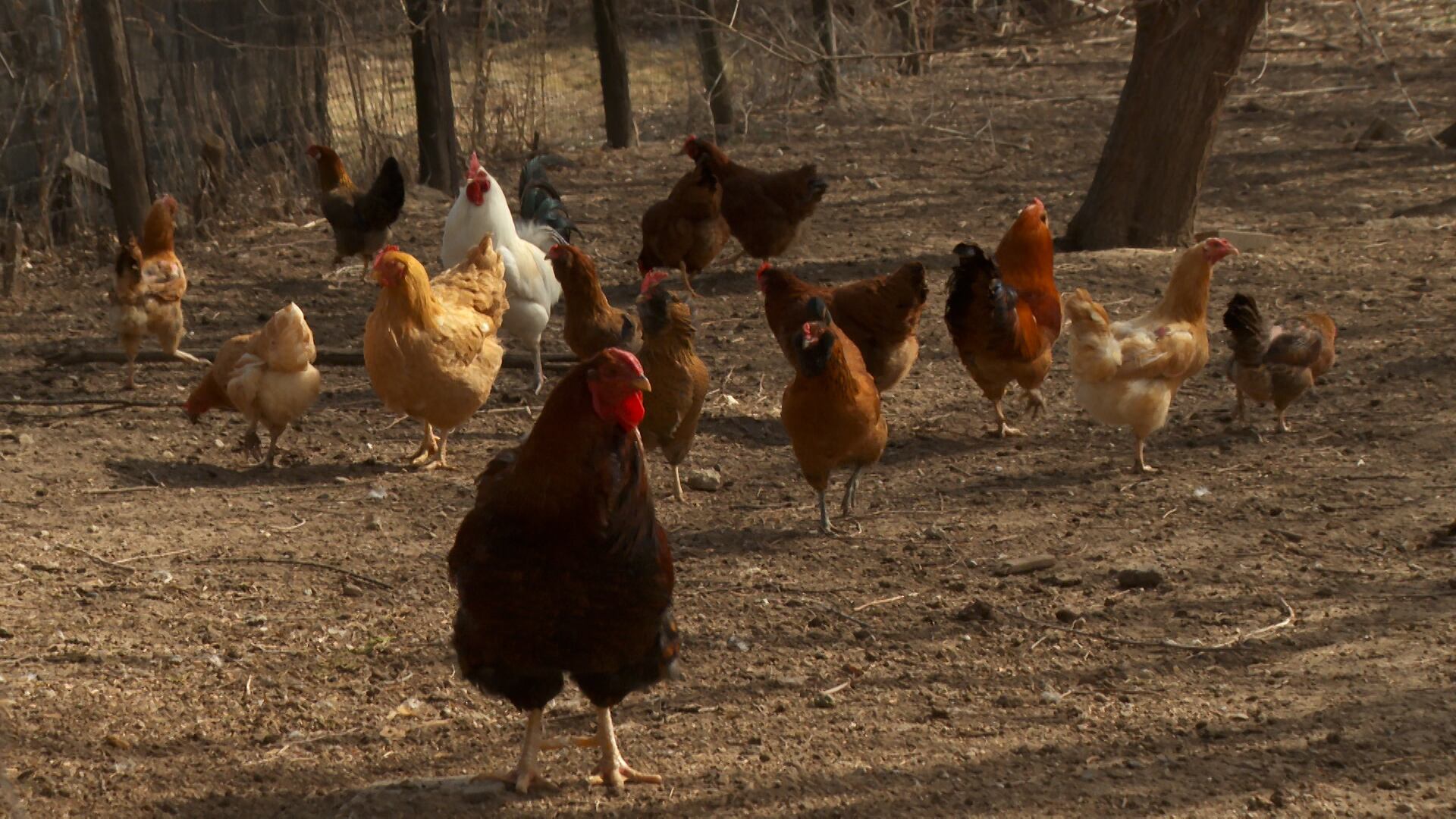 City of Papillion to vote on whether to allow chicken coops in people’s ...