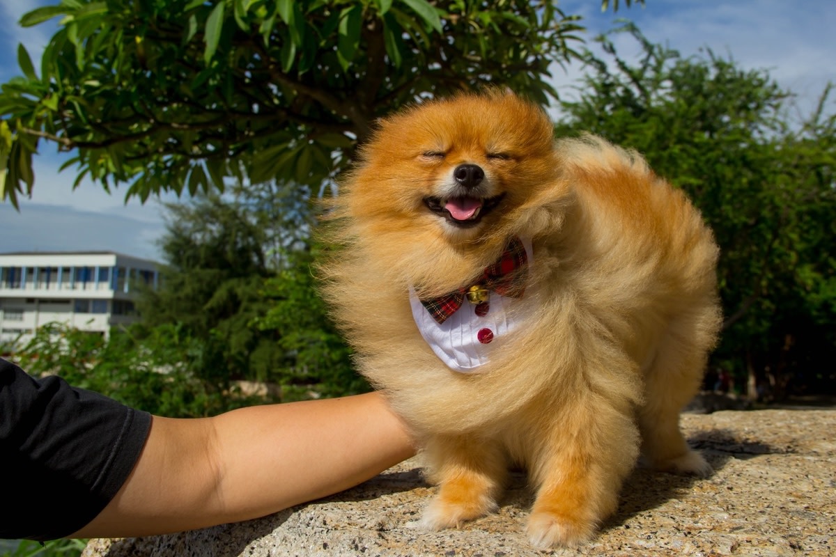 Pomeranian Nearly Taking Flight in NYC Wind Tunnel Is Peak Tiny Dog ...