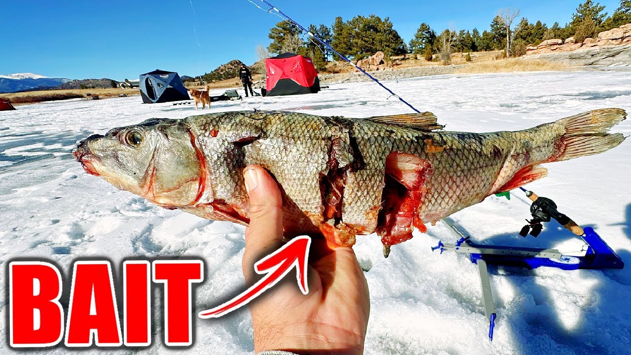 How Giant Bait Lured a Rare New Fish Species