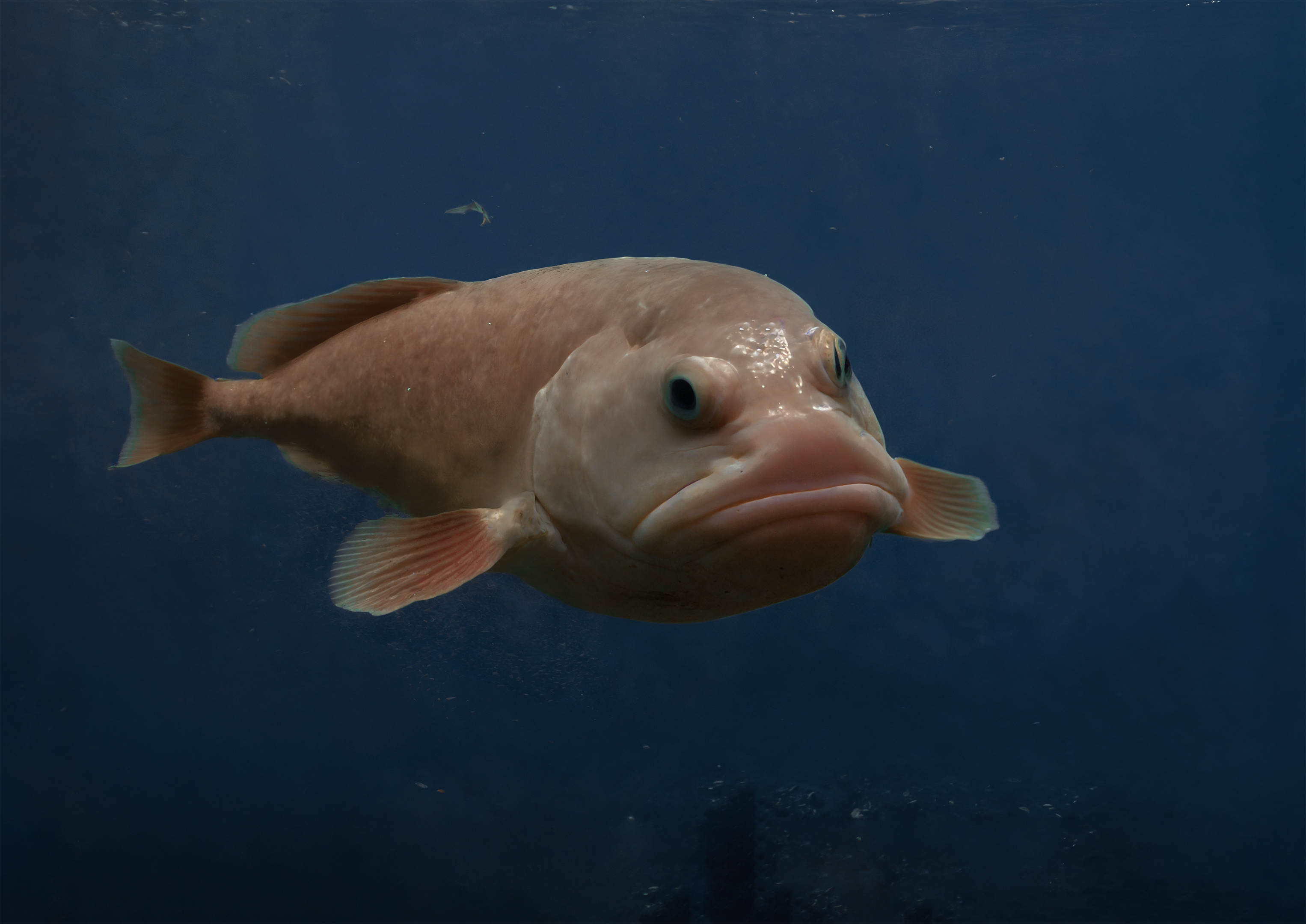 Blobfish once deemed ‘world’s ugliest animal’ wins New Zealand ‘fish of ...