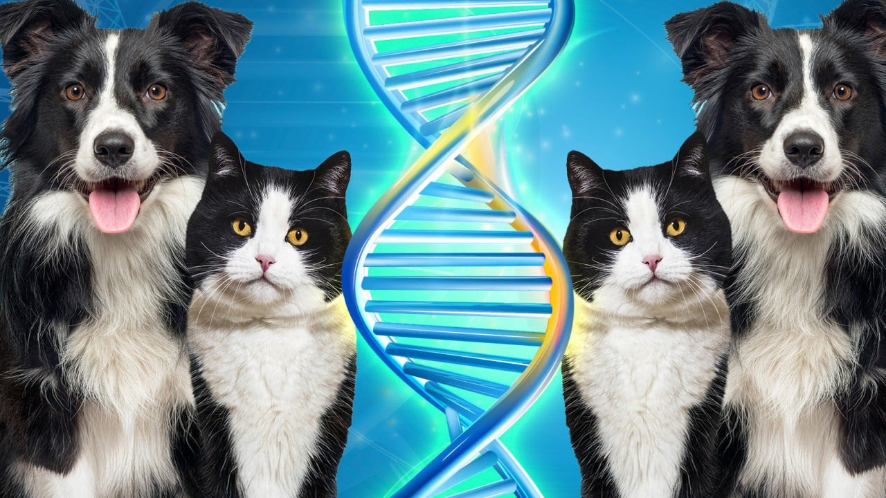 Chinese pet cloning charges up to US$52,000, raises ethical and health ...