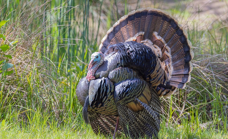 Spring turkey season nears in California. What to know: