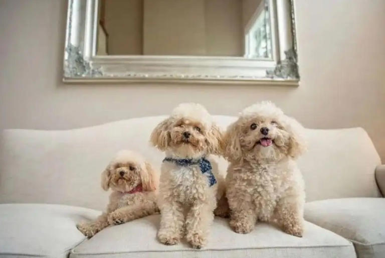 Chinese pet cloning charges up to US$52,000, raises ethical and health ...