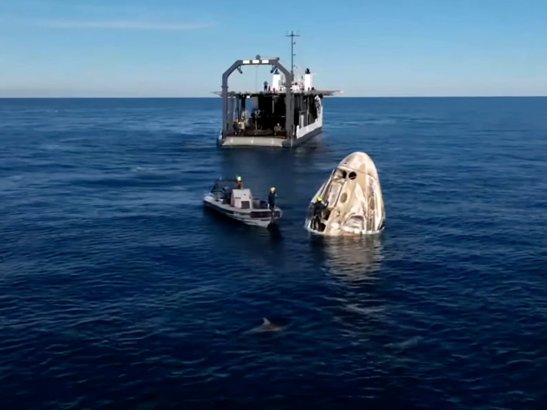 Curious dolphins welcomed NASA astronauts back to Earth after their 9 ...