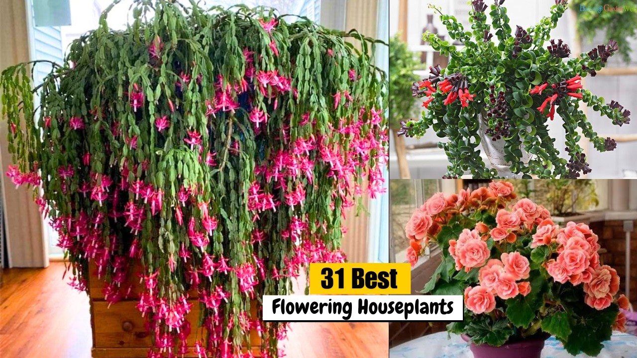 31 Best Flowering Houseplants