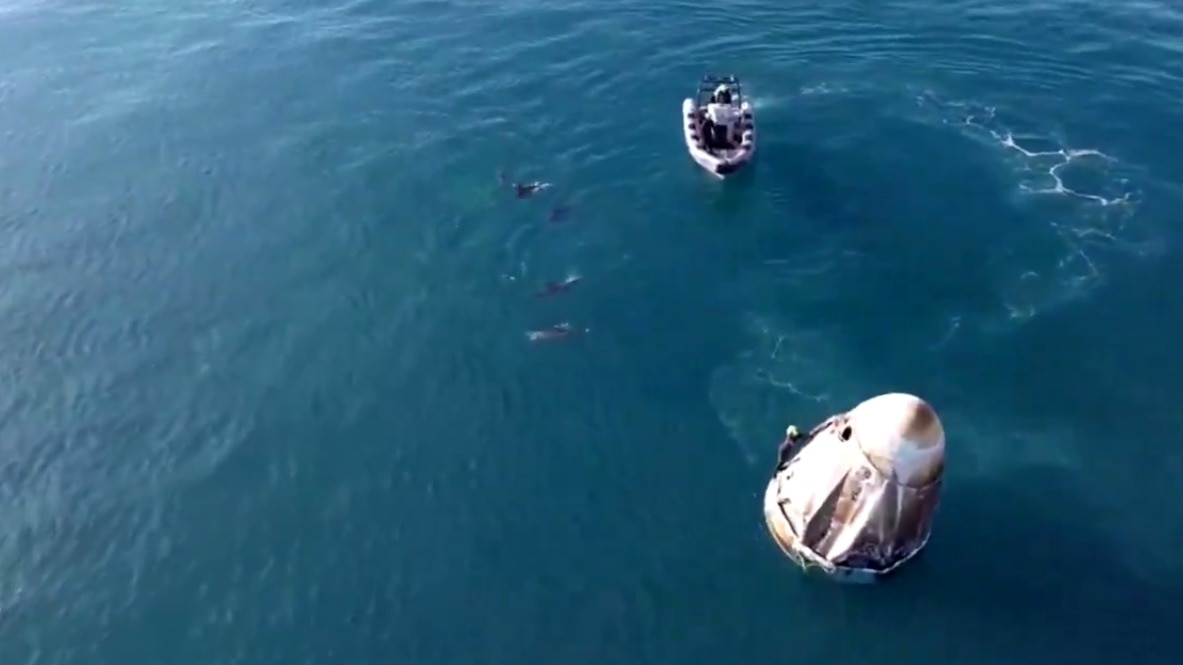 Video: Dolphins welcome Sunita Williams, Butch Wilmore after SpaceX ...