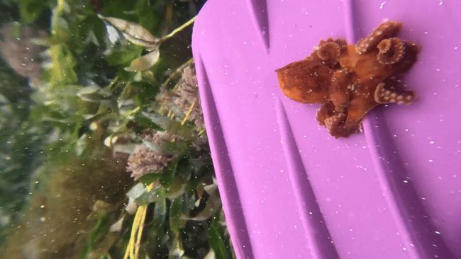 Frilled Pygmy Octopus Hitches Ride on Divers Fin in Rare Sighting