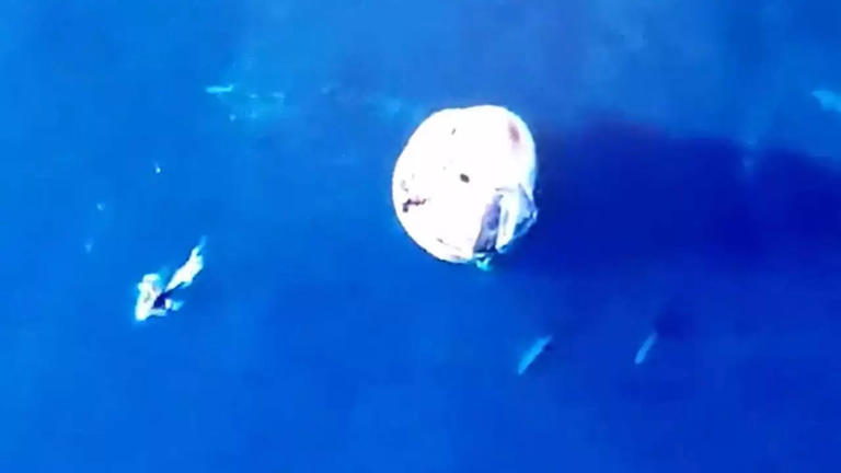 Watch: Unforgettable Homecoming—Dolphins Surround SpaceX Capsule ...