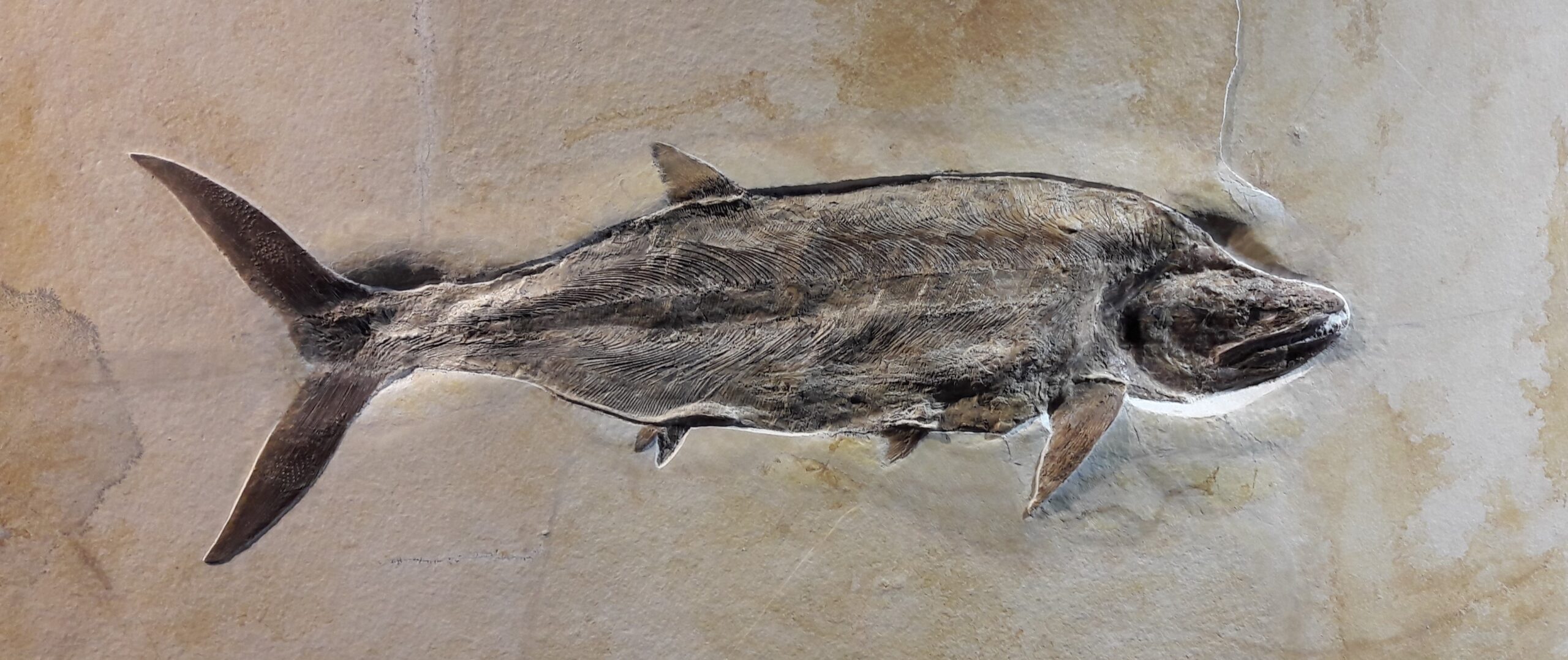 Germany’s ‘Dinosaur Graveyard’: What the Solnhofen Fossils Tell Us ...