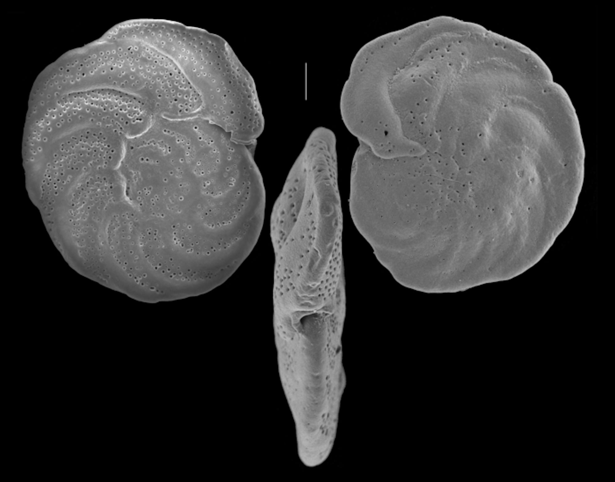 Sand-sized fossils hold secrets to the history of climate change