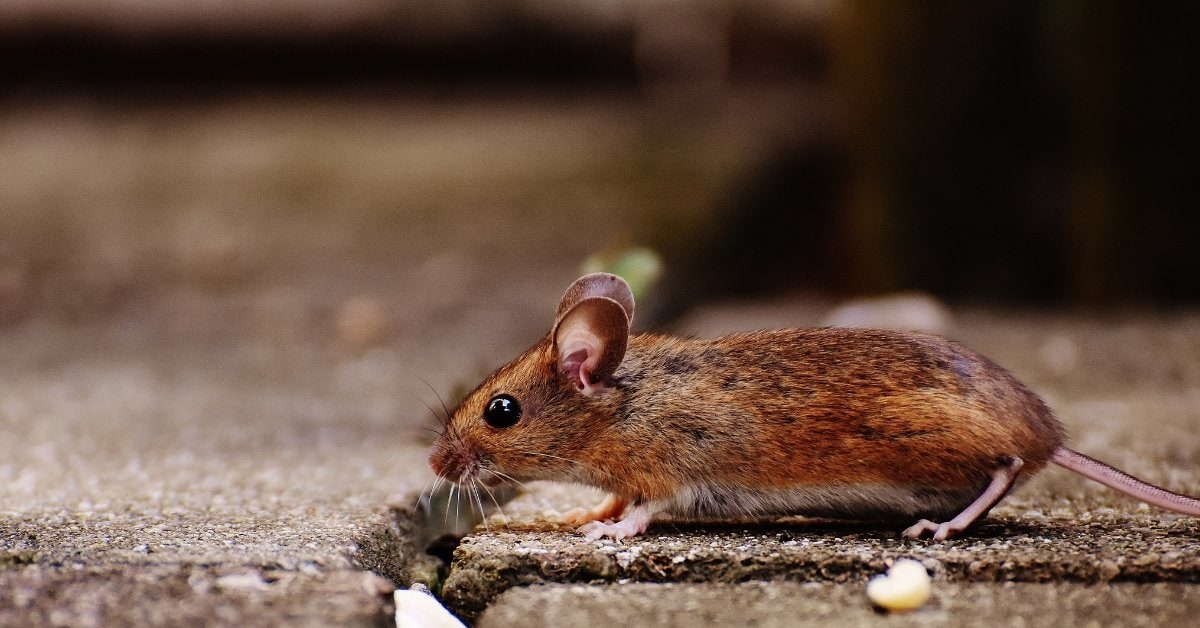 How to Keep Mice Out of Your Camper: Simple and Effective Tips