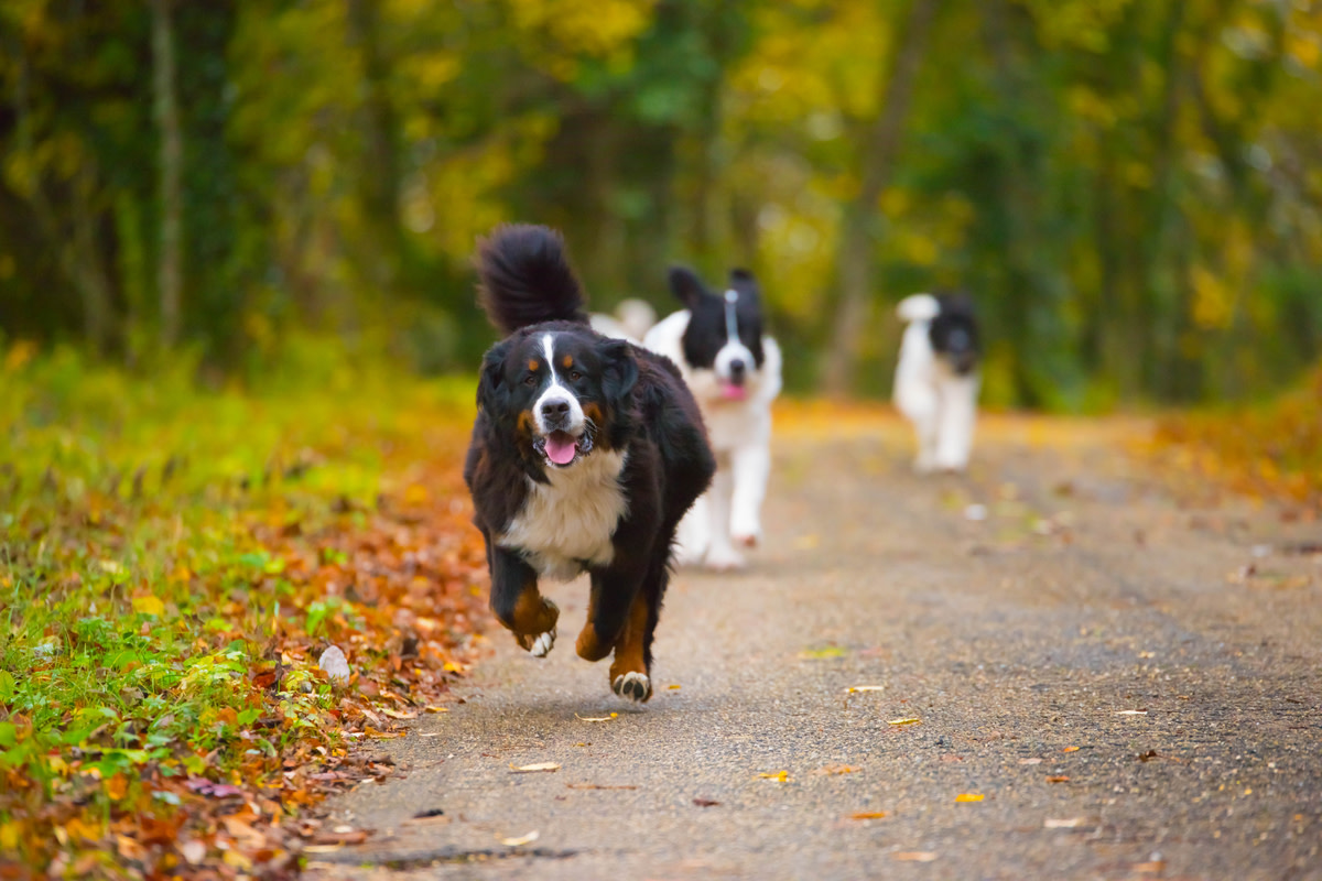Bernese Mountain Brothers Dart Off Trail and Proudly Return To Mom with ...